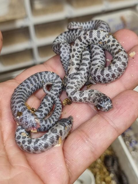 Heterodon | I am specialized in the breeding of the finest Hognose Morphs.
