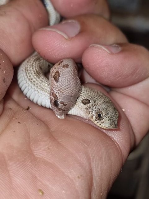 Heterodon | I am specialized in the breeding of the finest Hognose Morphs.